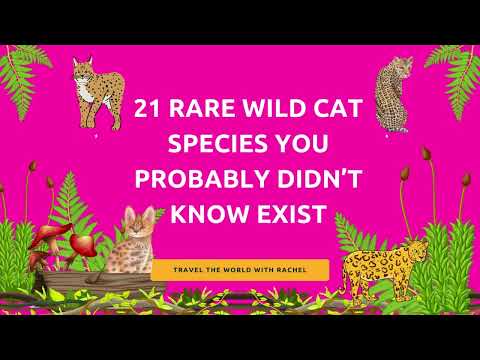 21 Rare Wild Cat Species You Probably Didn’t Know Exist! 🐆