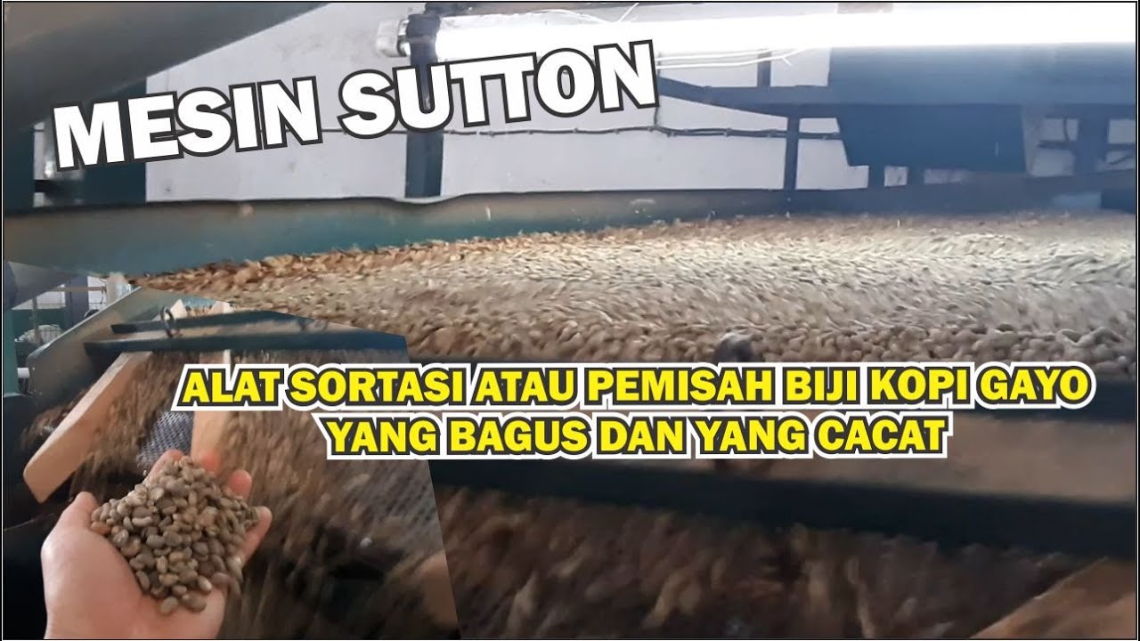 proses sortasi kopi gayo menggunakan mesin sutton - YouTube
