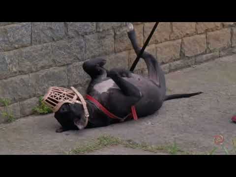 Polícia Militar de Meio Ambiente registra ataques de pitbull no último trimestre