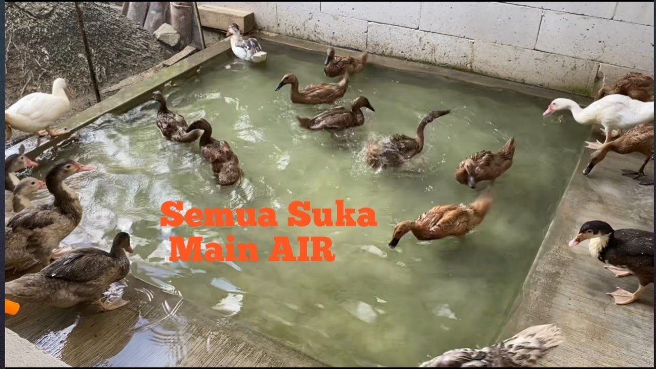 BEBEK, ANGSA & ENTOK di kandangku semuanya suka mandi - YouTube