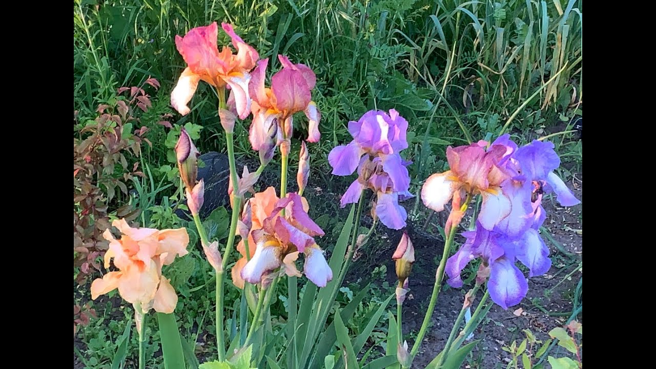 WEEK 21 Sowing beans, cropping a 'Spring Hero' cabbage and admiring the ...