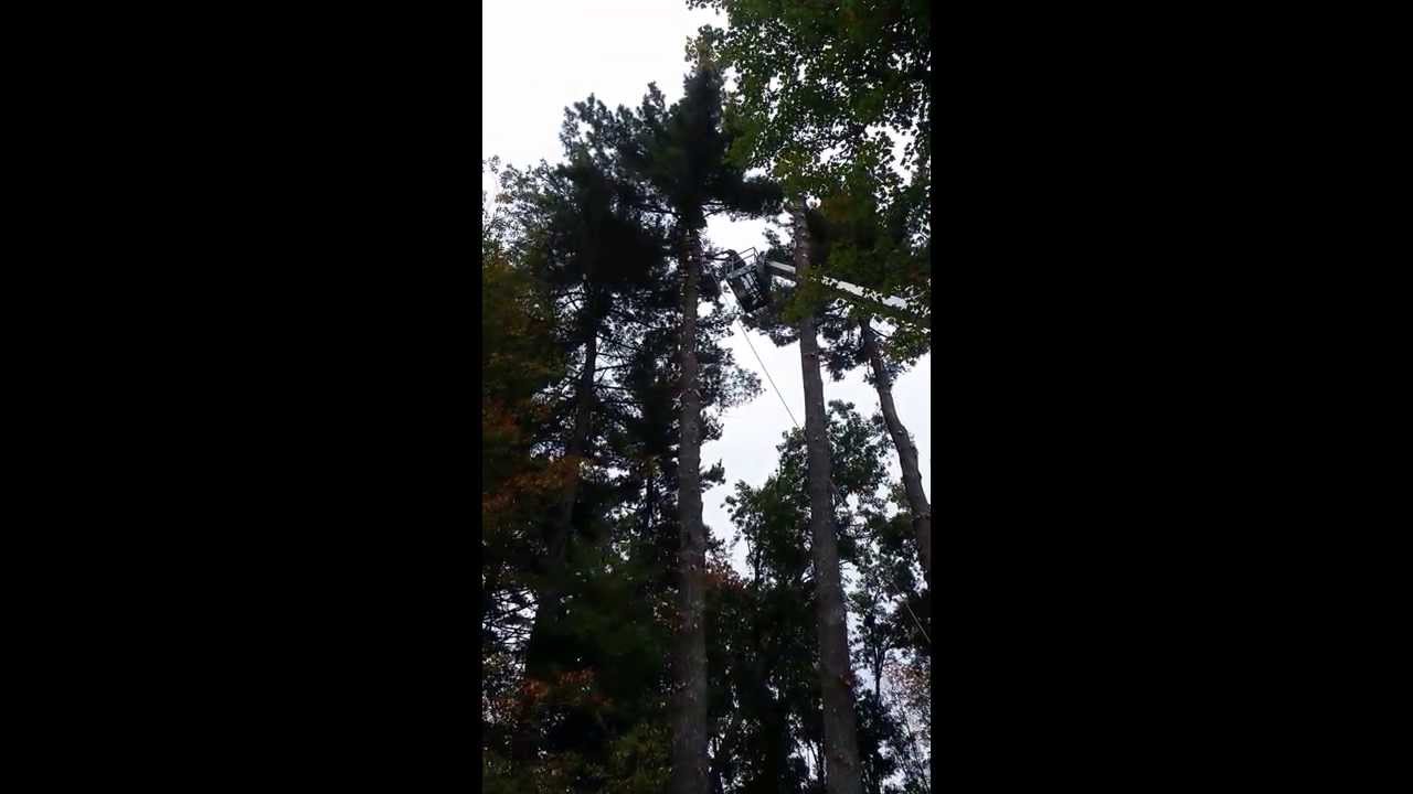Tall White Pine - YouTube