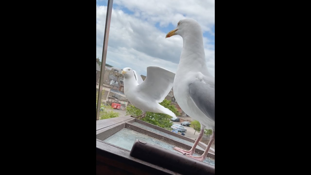 day 64 of feeding my pet seagull to gain his trust - YouTube