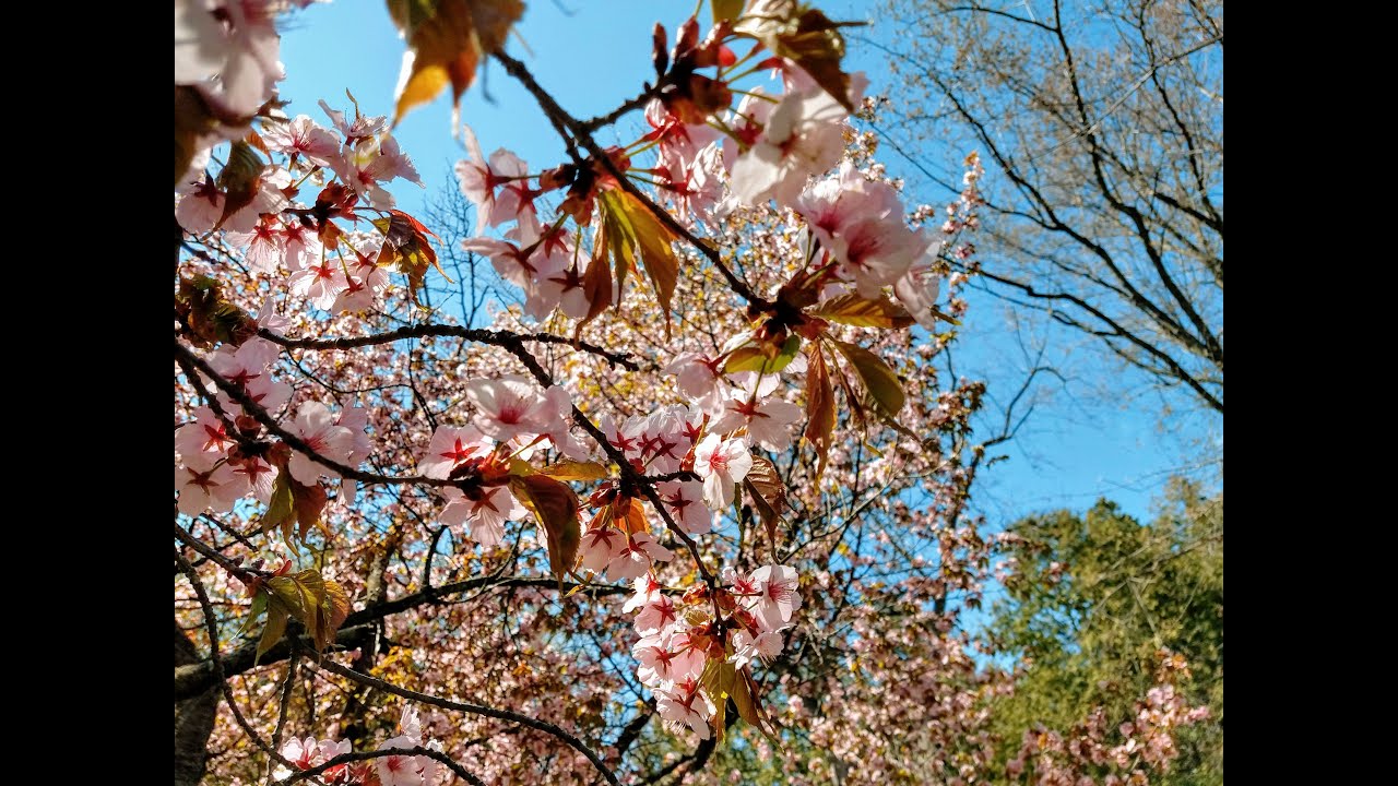 Cherry Blossoms and Spring Flowers at Toronto Botanical Gardens and ...