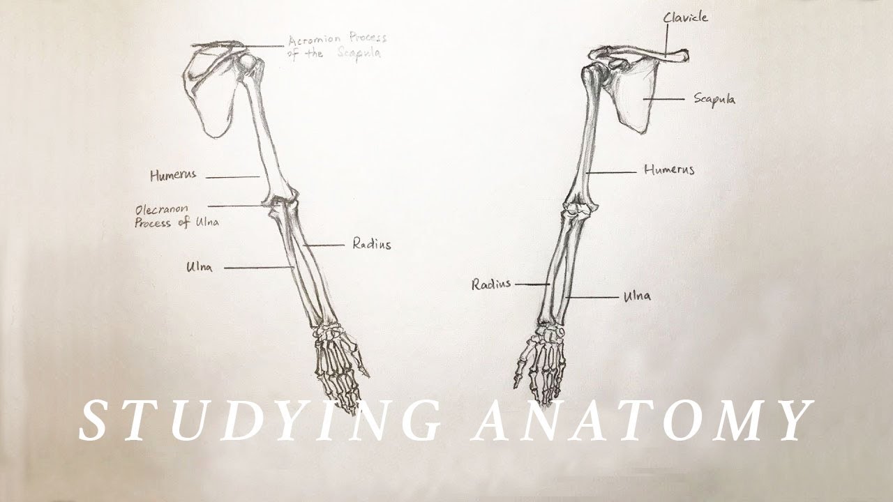 Drawing Anatomy | Arm Skeleton Posterior Anterior (NO TALKING) - YouTube