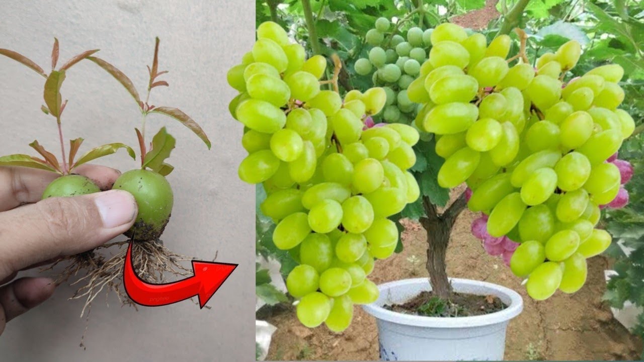 Best Skills! How to grow green grapes from grape fruit in pot - YouTube