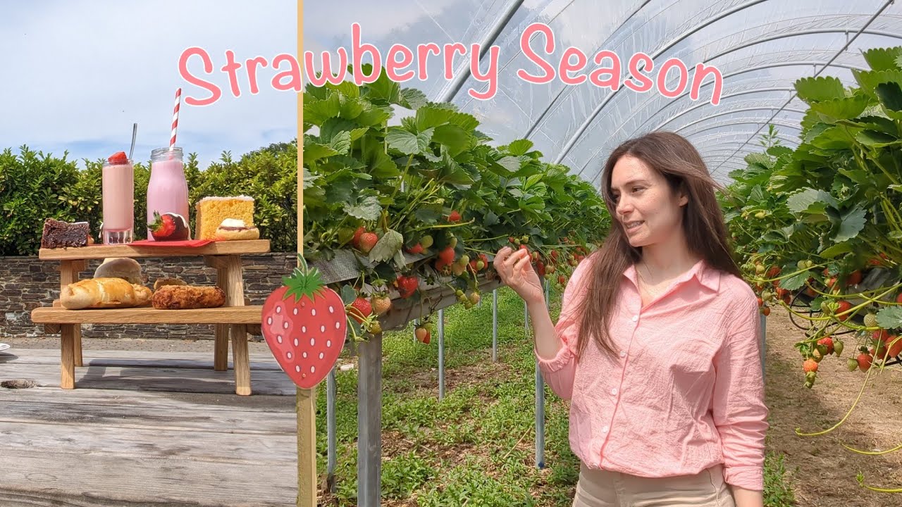 🍓 Devon Strawberry Fields Afternoon Tea/Picnic - YouTube