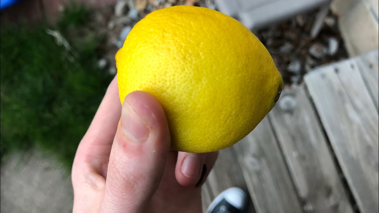 Day 133 - Biting a Lemon - YouTube