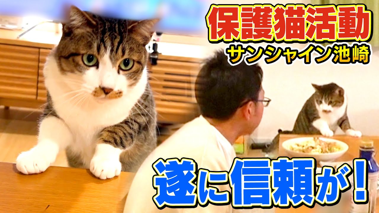 【保護猫活動】サンシャイン池崎と新入りネコ佐吉との間に信頼が生まれ始めました Youtube