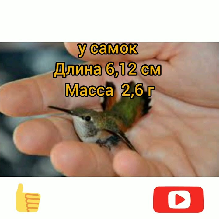 самая маленькая птичка в мире - YouTube