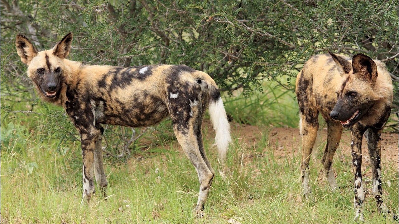 Fun facts about African wild dogs #AfricanWildDog #PaintedWolf - YouTube