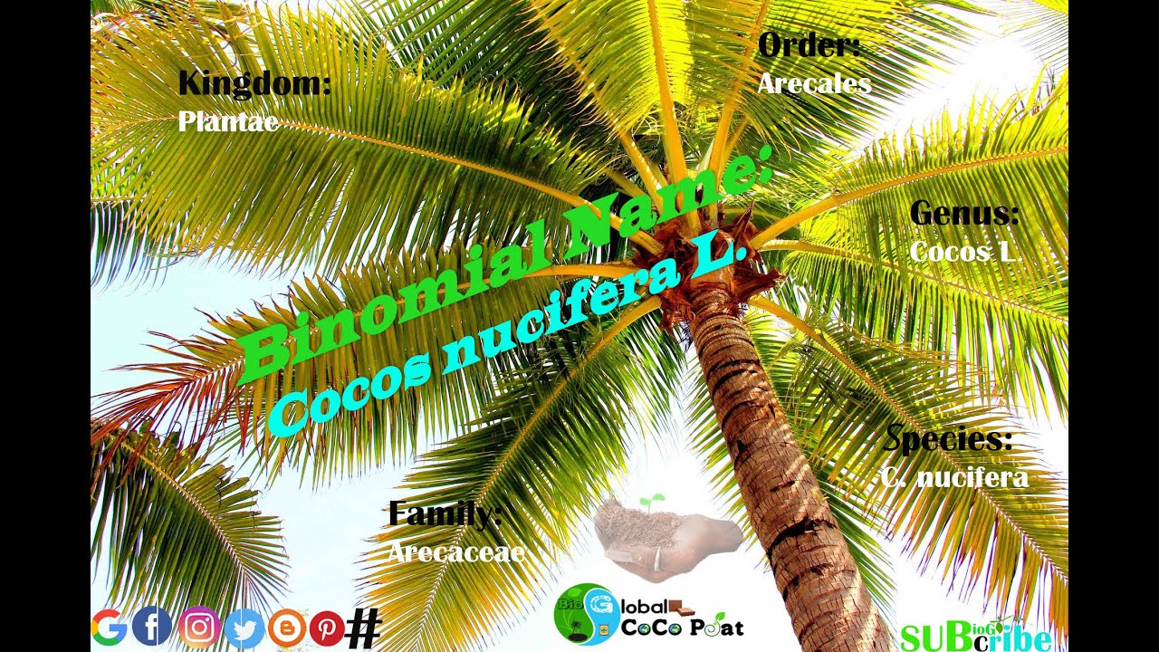 Coconut Plam _ Intro - Bio_G Coco Peat. - YouTube