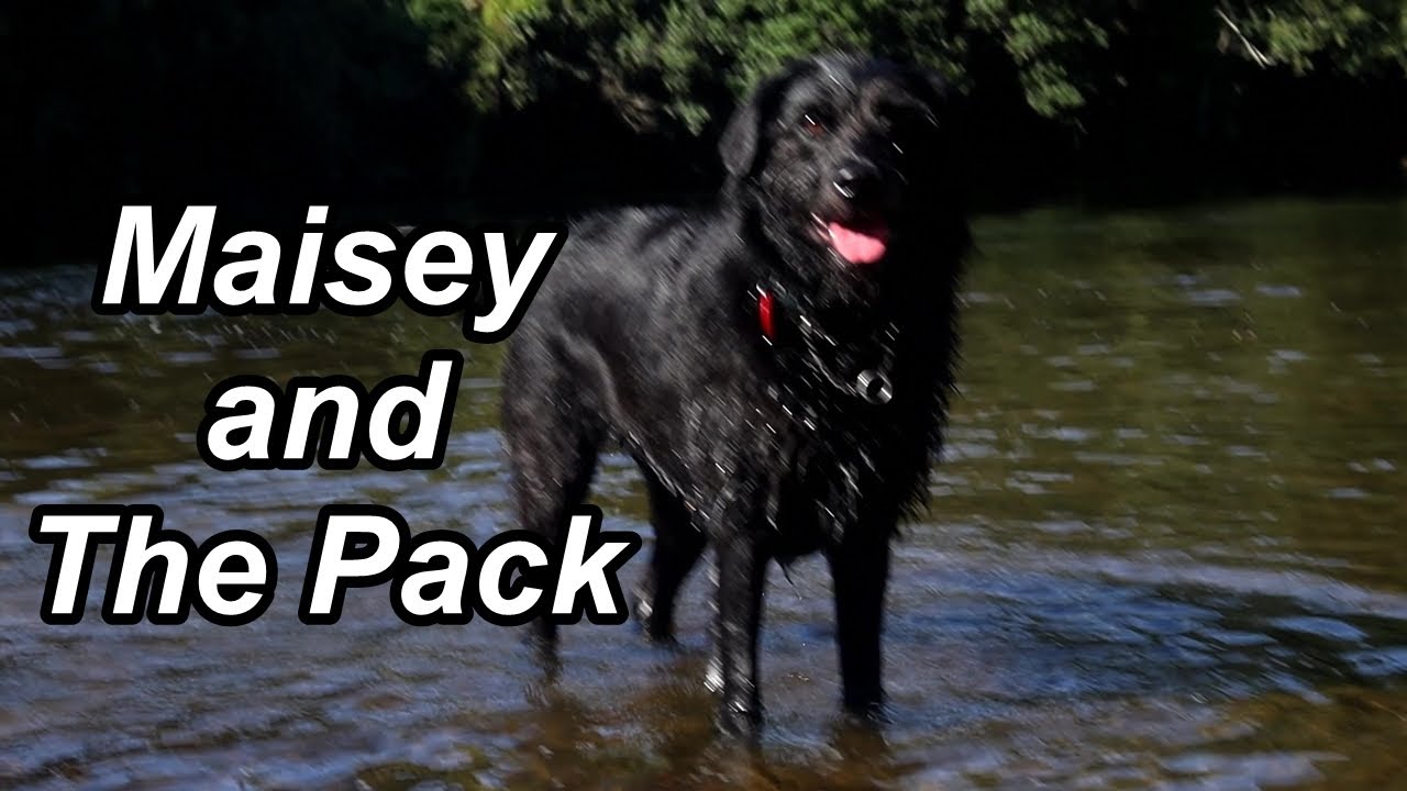Maisey is back with the Pack check out our day - YouTube