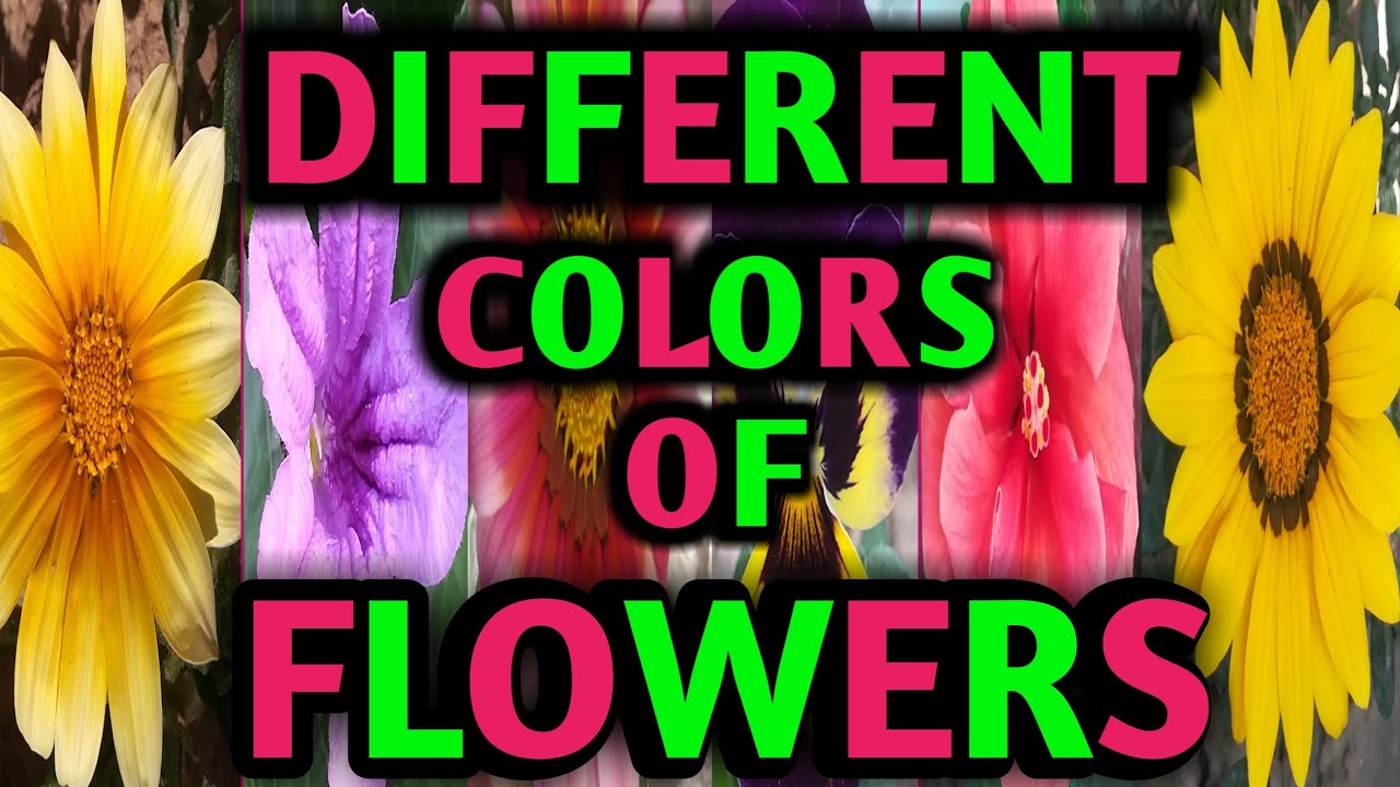 Different Colors of Flowers l Colors of Flowers#The Color of Nature ...
