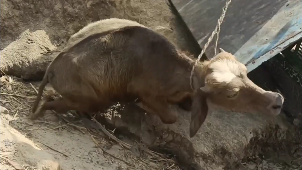 Mini Buffalo Jumping Loading ,, Mini Bulls Jumping Loading ,, Mini ...