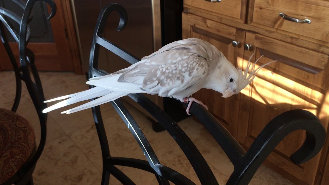 Cockatiel scared of socks - YouTube