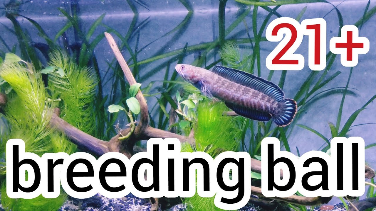 Channa andrao pair - channa andrao breeding ball - beautiful blue ...