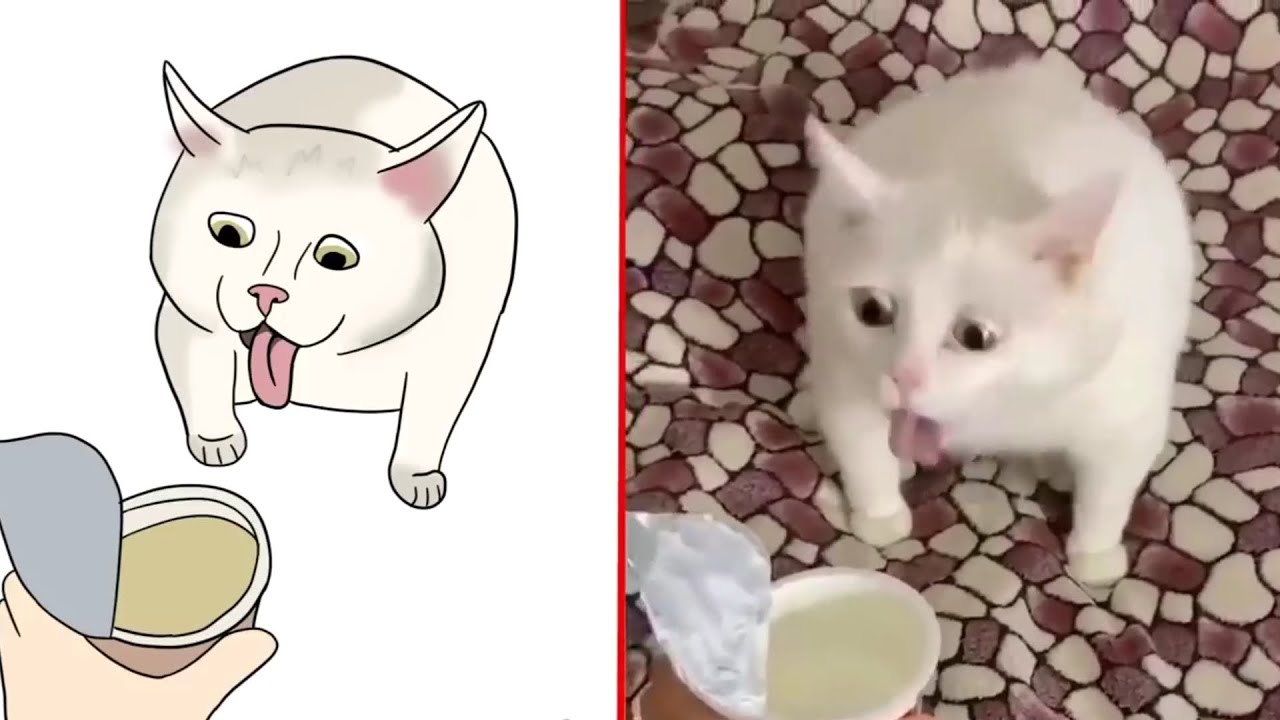 Hilarious Cat Memes, Side-Splitting Funny Cats! 🐱🐶🤣 Trending Funny ...