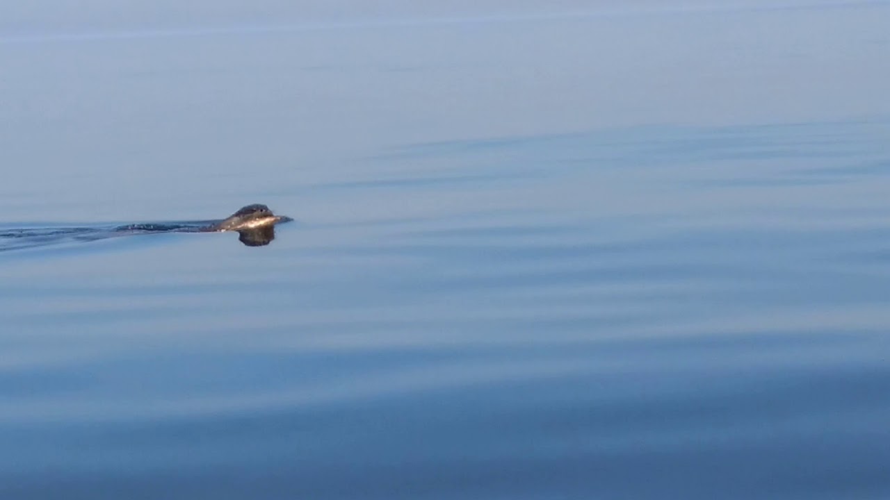 Otter and cod. - YouTube