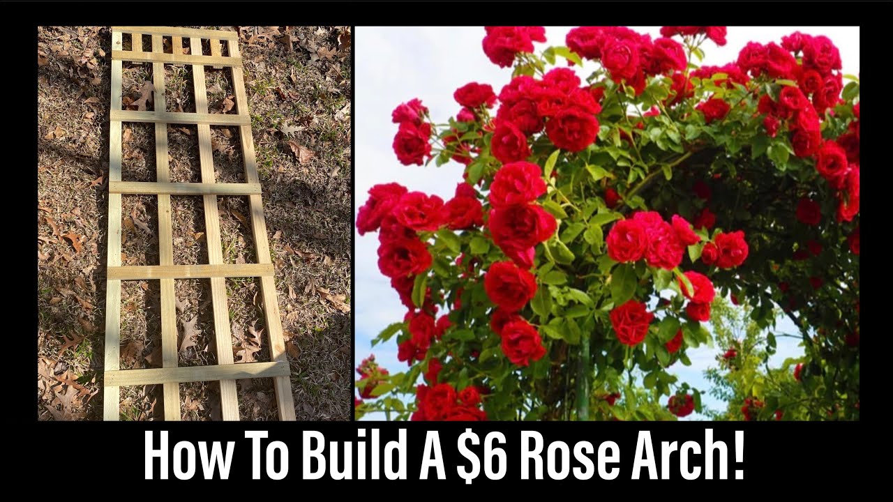 How To Build A $6 Melrose Trellis Arch For Your Climbing Roses! | Step ...