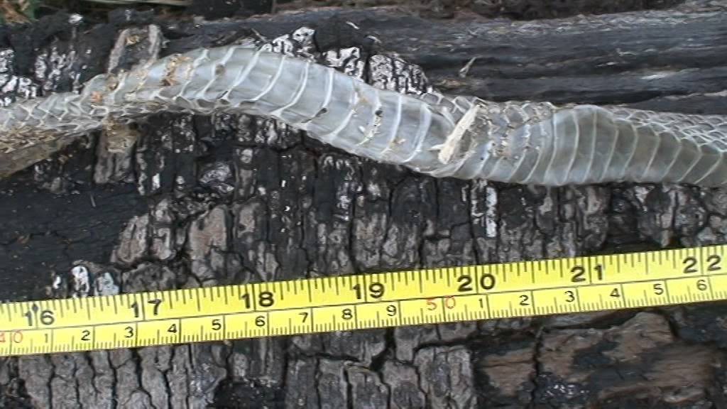 Shed grass snake skin - YouTube