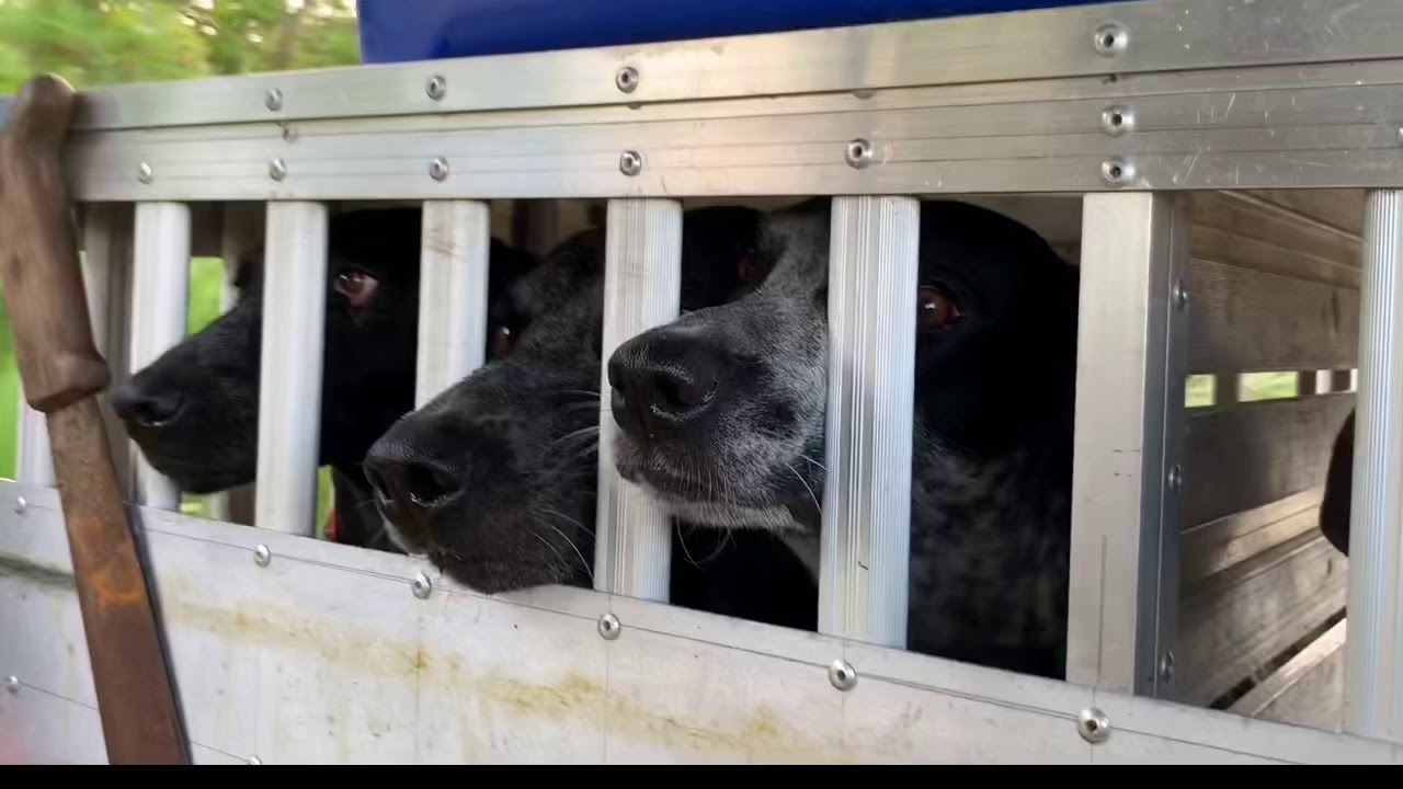 Hunting Wild Hogs In Florida with Dogs! - YouTube