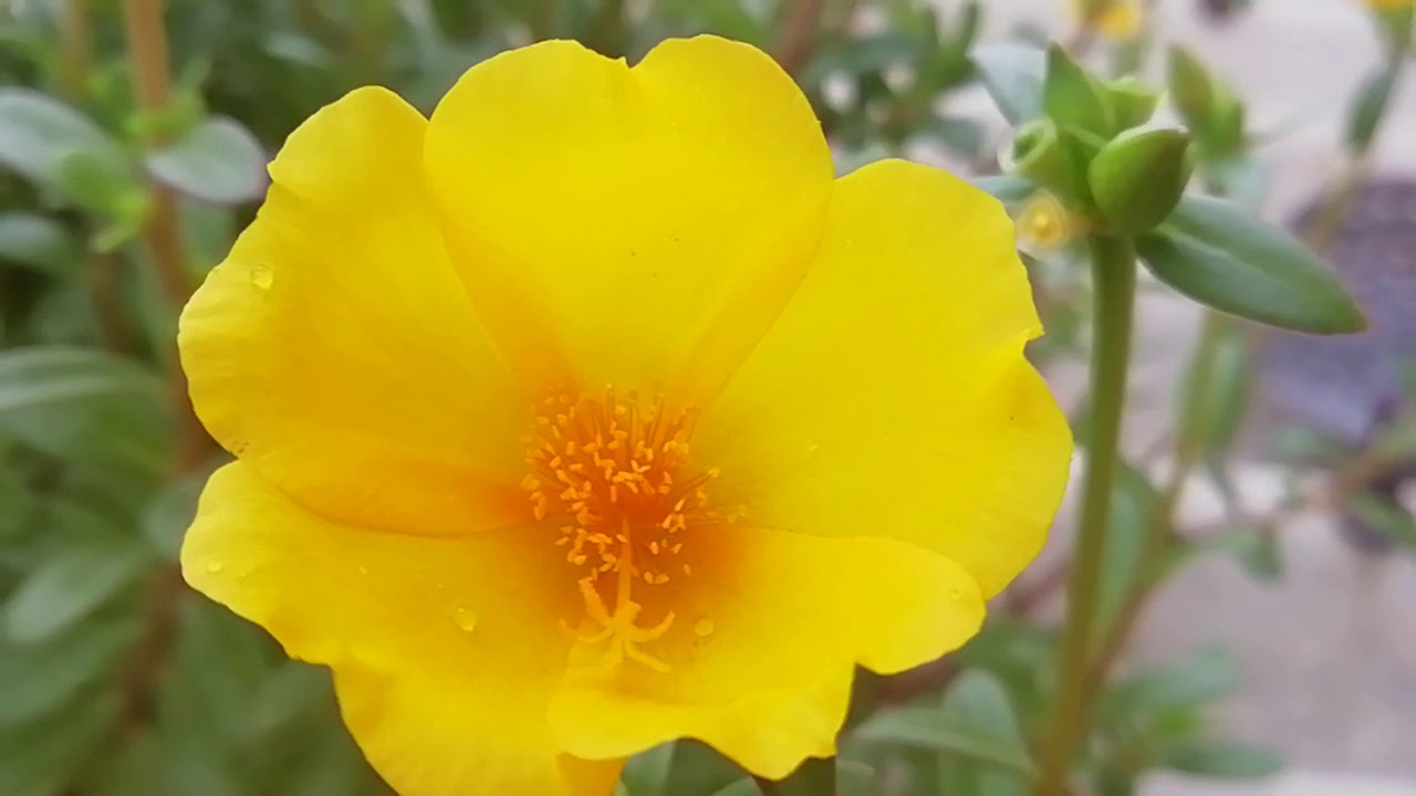 9 'O' Flowers#Very beautiful flowers# Mose rose flower's # Portulaca ...