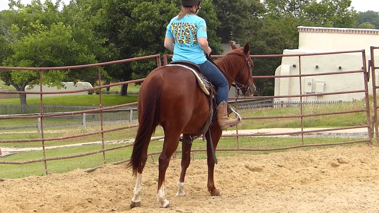 Mr Smart Kat - riding lesson - trotting - Valley View Ranch - YouTube