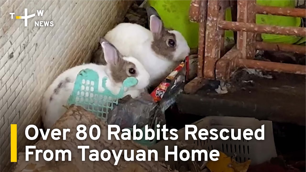 Over 80 Rabbits Rescued From Taoyuan Home - YouTube