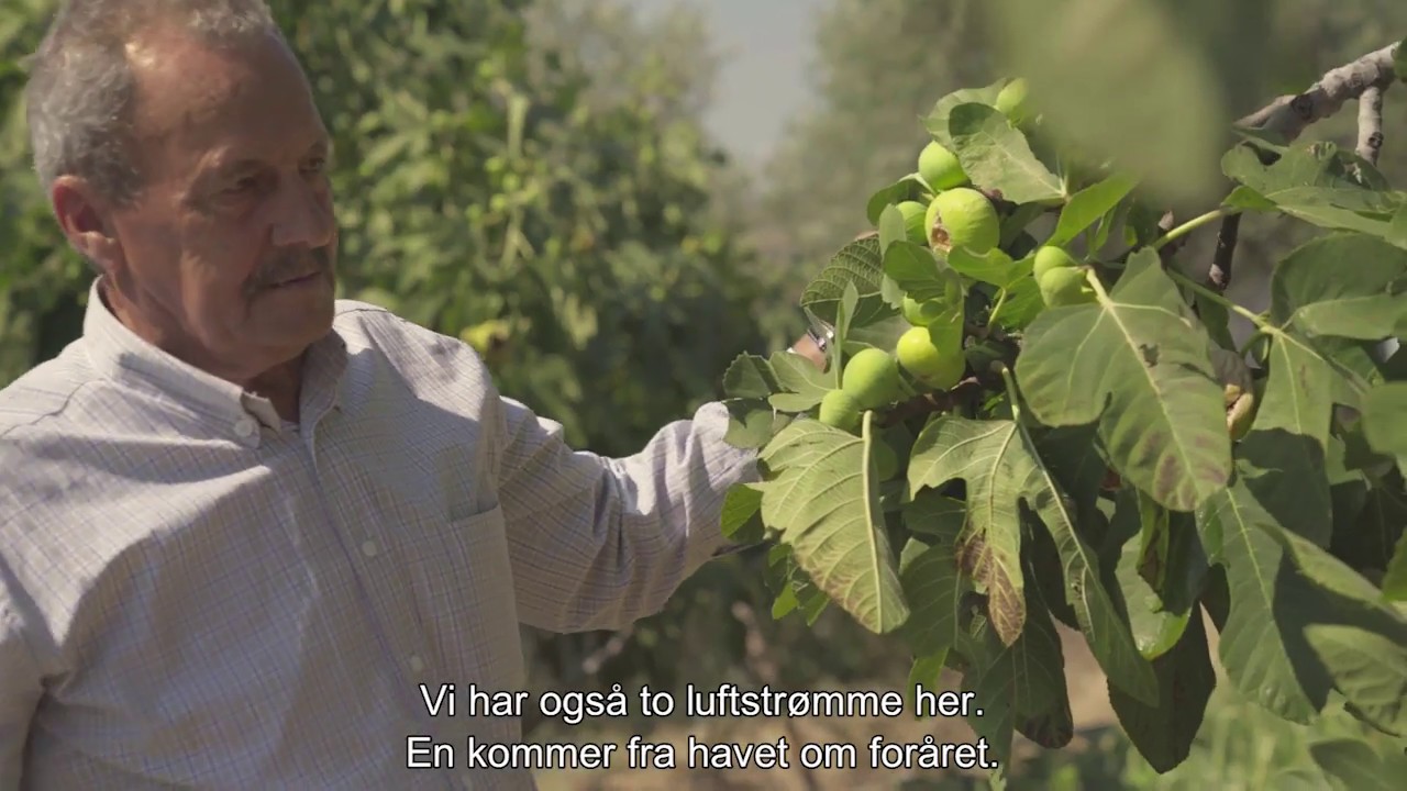 Urtekram Fig Production in Turkey - YouTube