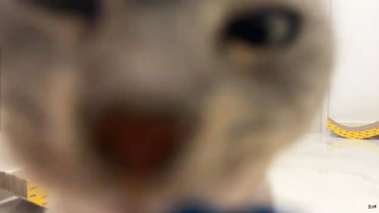 Meerkat Sunday live stream! - YouTube