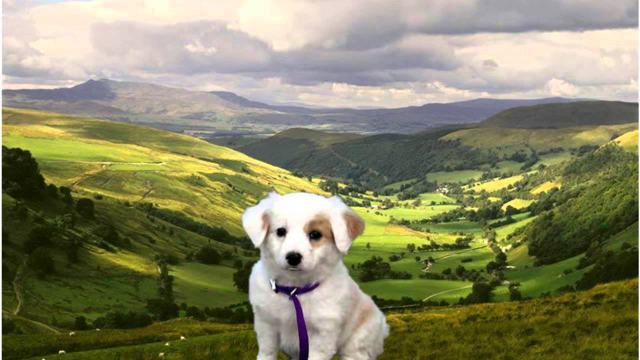 THE MAGIC PUPPY - YouTube