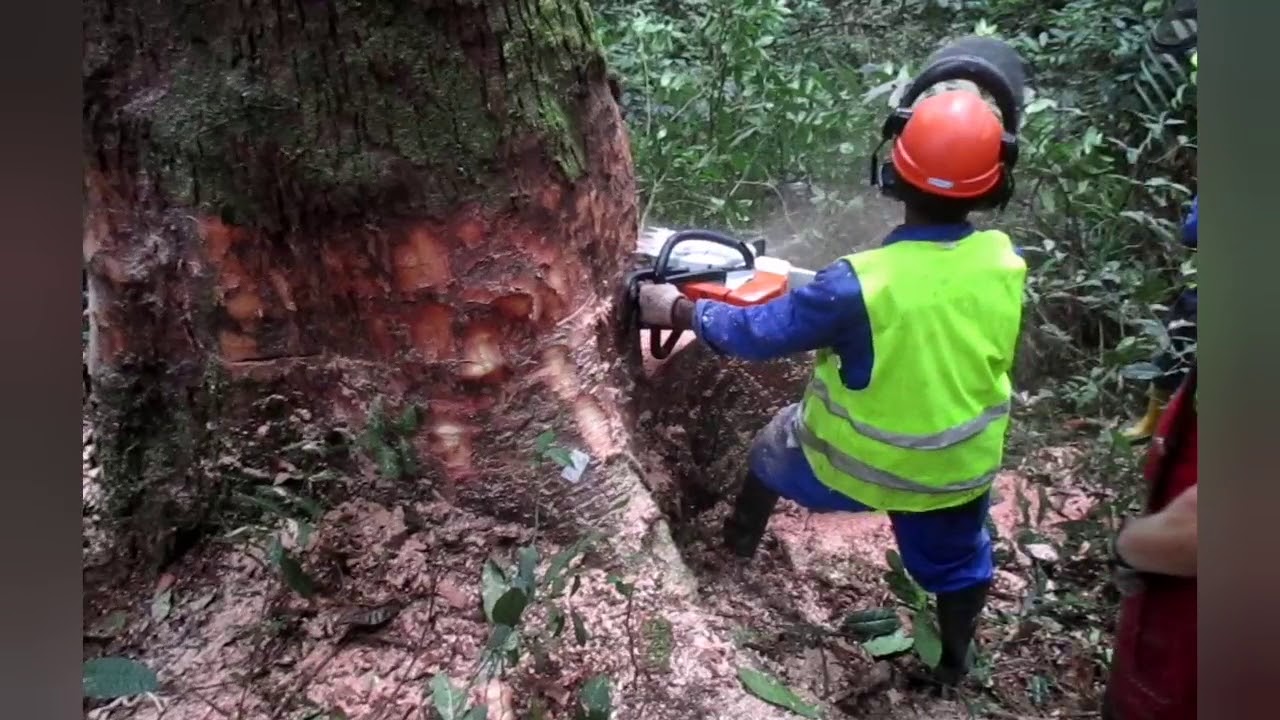 Congo Rainforest: Timber cutting - YouTube