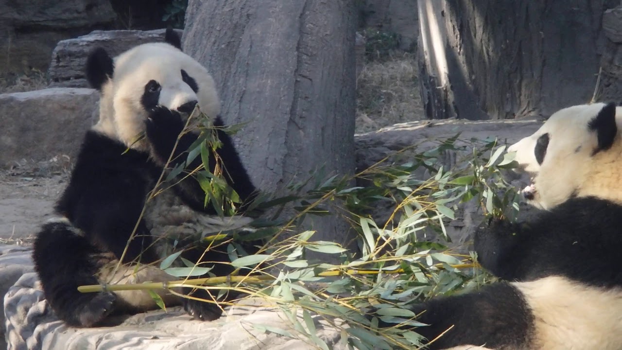 Meng Bao & Meng Yu @Beijing Zoo Dec. 12, 2019 さらにもぐもぐ萌四萌五 - YouTube
