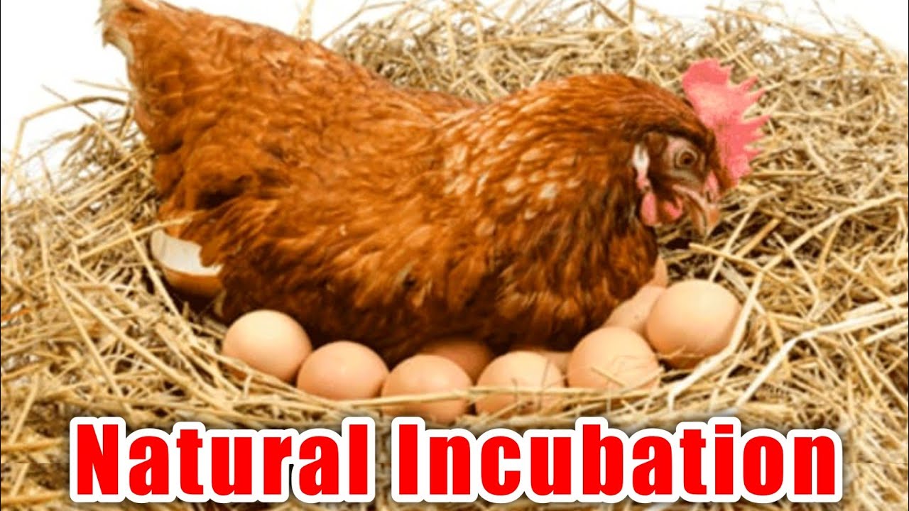 Natural incubation | World of Poultry - YouTube