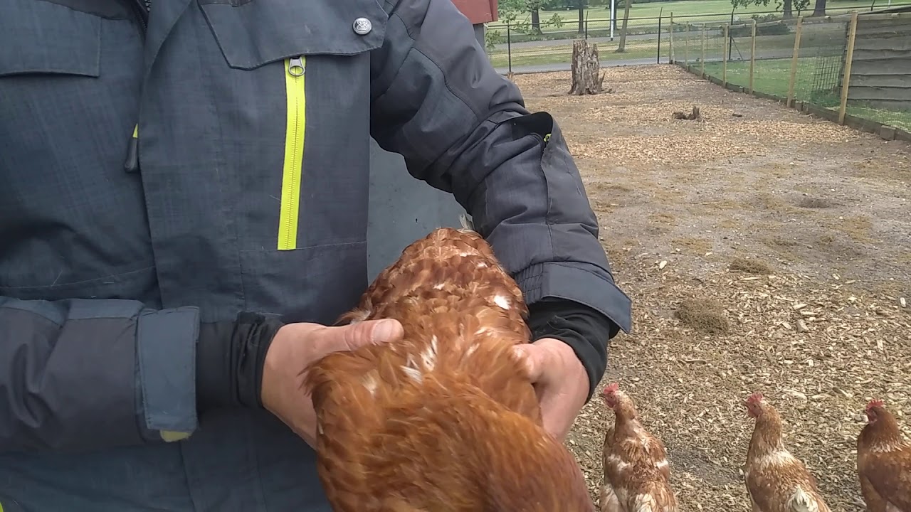 Kip hanteren - YouTube
