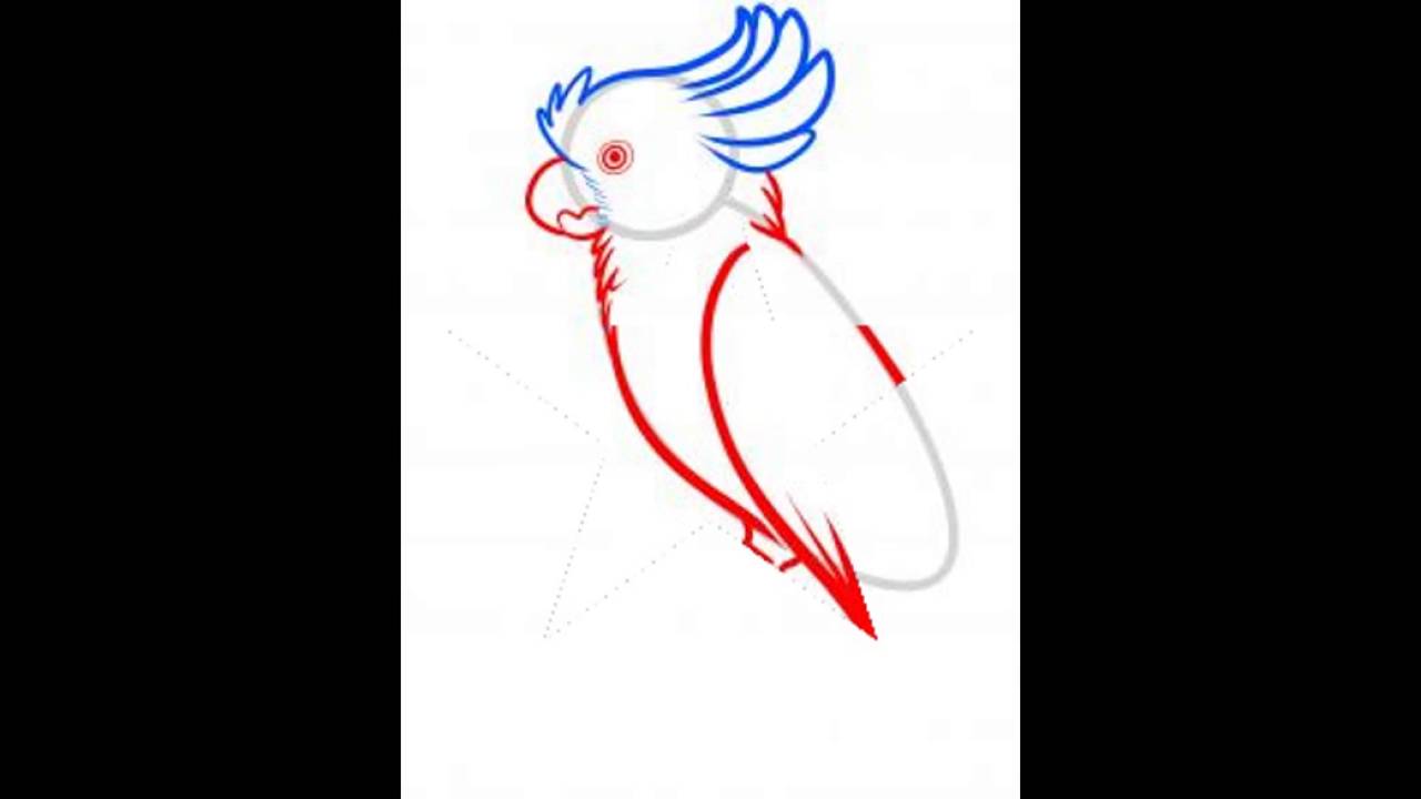 تعلم رسم الببغاء Youtube