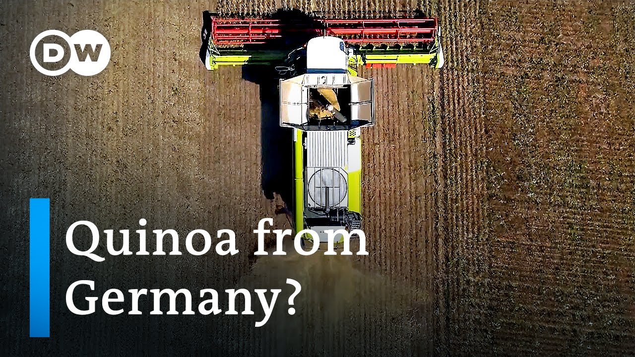 German farmers plant new crops to meet new climate challenges | Focus ...
