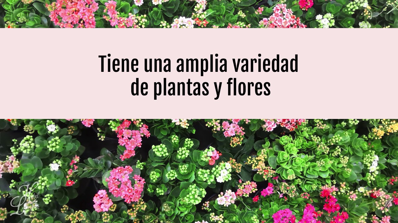 Mercado de Plantas de Tenango de las Flores - Isabel Díaz Castilla ...