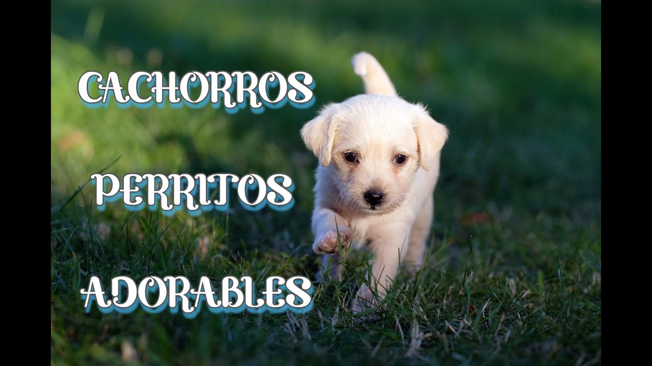 CACHORROS PERROS TIERNOS PERRO BONITO y GRACIOSOS 🐶 ¡Vídeo de PERRITOS ...