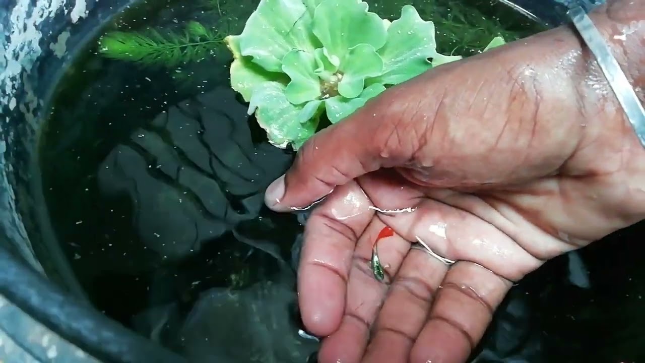 Imported Guppies Quality & Maintanence|Aquarium Fish valarpu murai ...