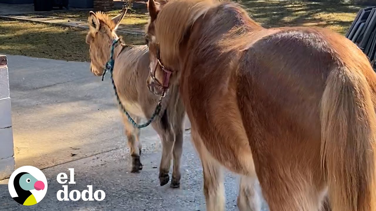 Poni ciego de 33 años consigue un burro que ve por él | Parejas ...