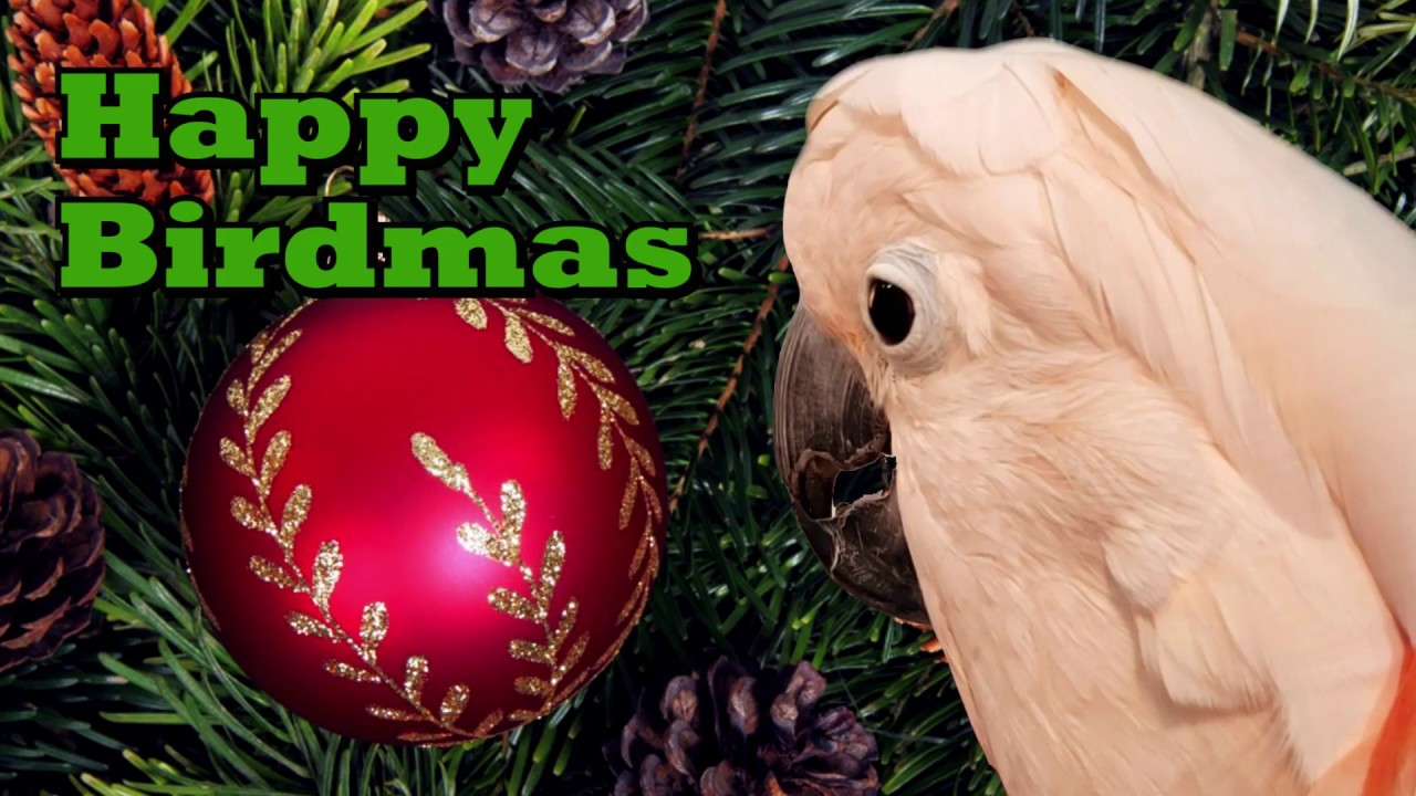 Merry Birdmas from Max the Moluccan! - YouTube
