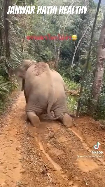 #song Janwar hathi elephant 🐘 - YouTube