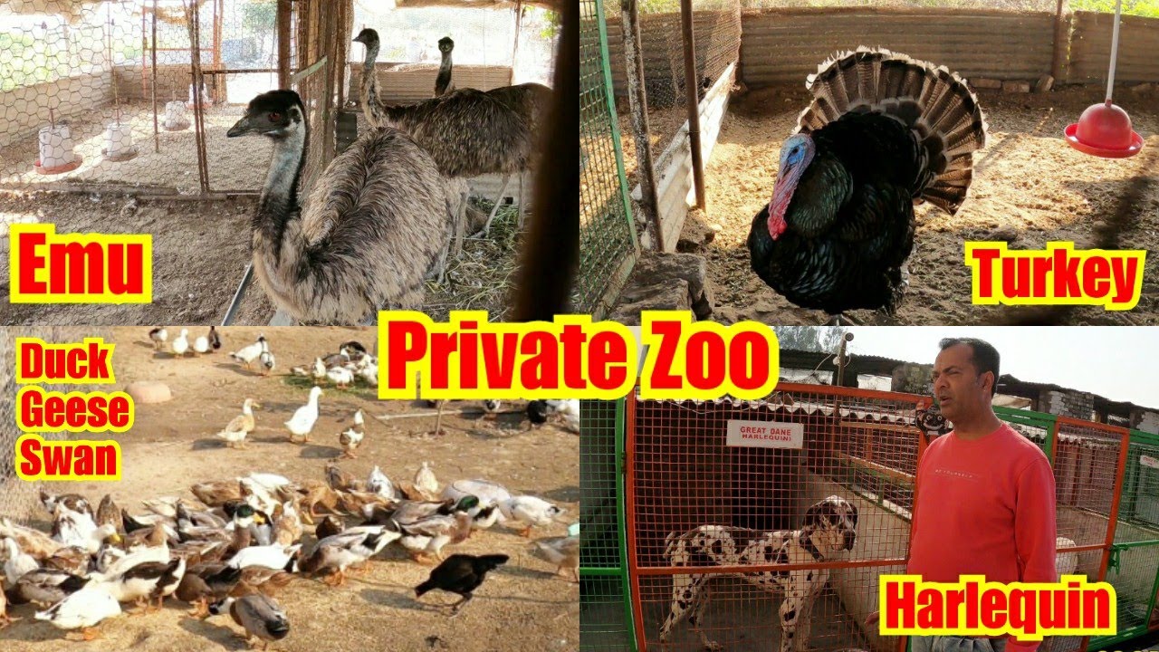 Private Zoo | SOOD FARM | Emu , Turkey , Guinnea Fowl , Harlequin Great ...