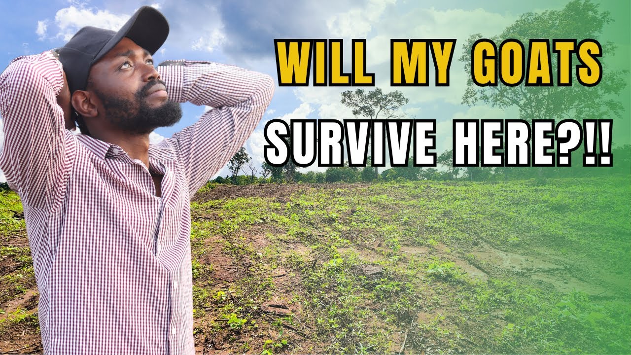 BUILDING A MEGA GOAT FARM ON THE MOUNTAINS OF GHANA - YouTube