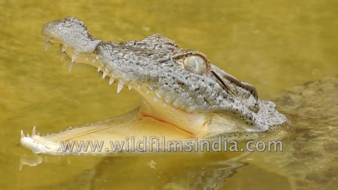 Frog and juvenile crocodile sitting together inside a water tank - YouTube