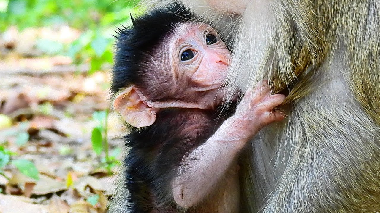 BROOKE BABY MONKEY VERY BEAUTIFUL AND LOVELY BUT MAMA LOOK LIKE DOESN'T ...