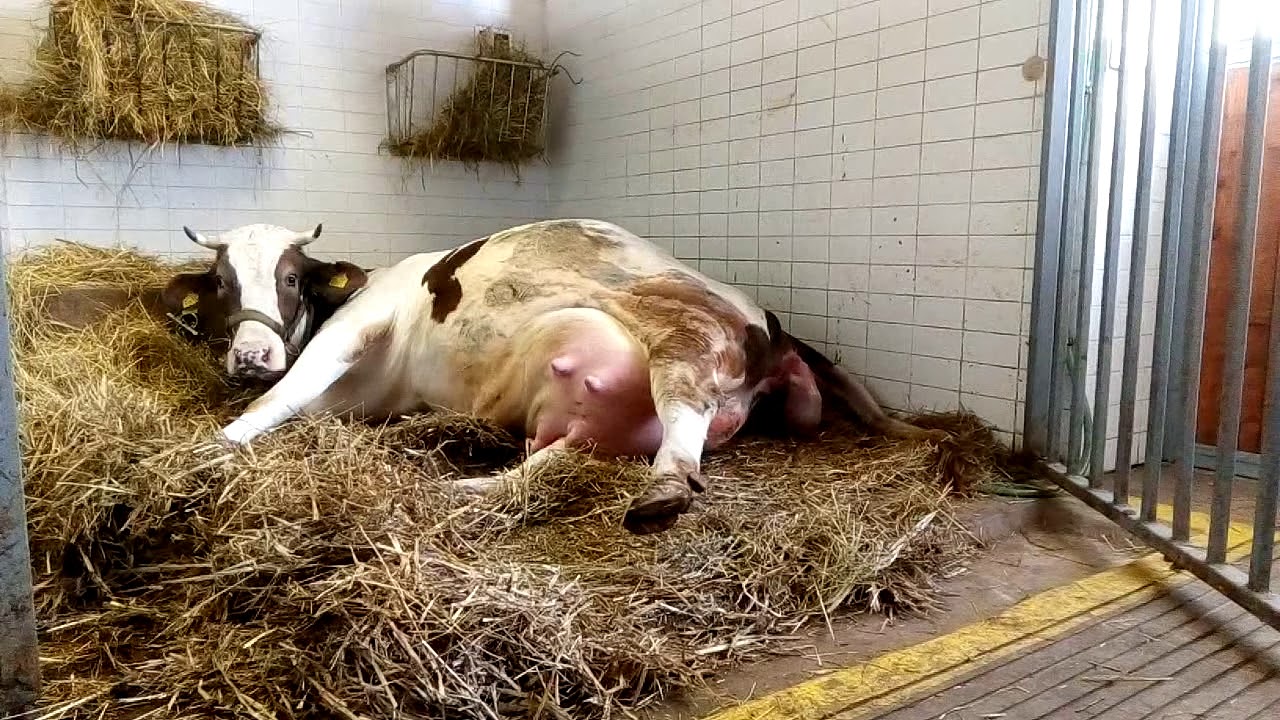 Parturition of cow - YouTube