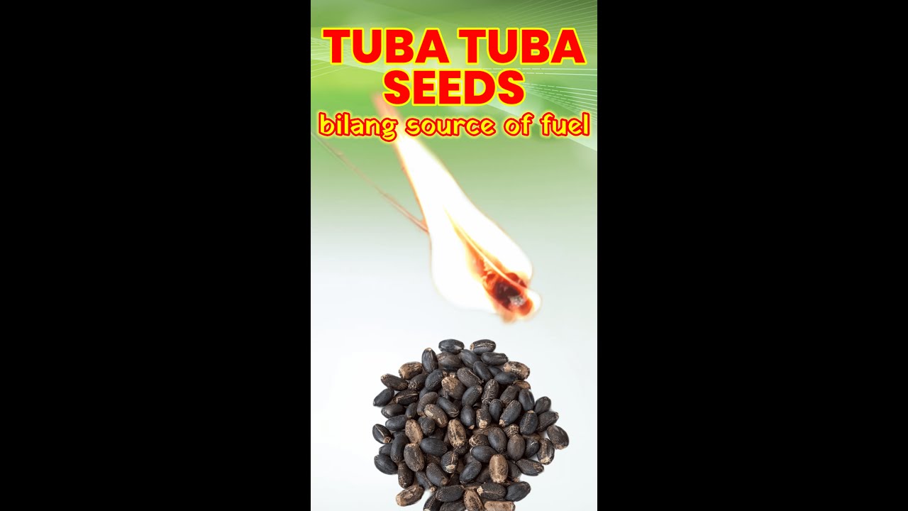 Source of biofuel Tuba tuba seeds - YouTube